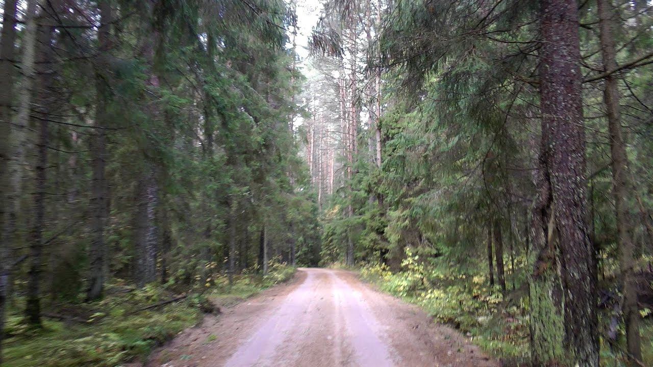 Охотимся на рябчика | Непуганые глухари | Сильный ветер