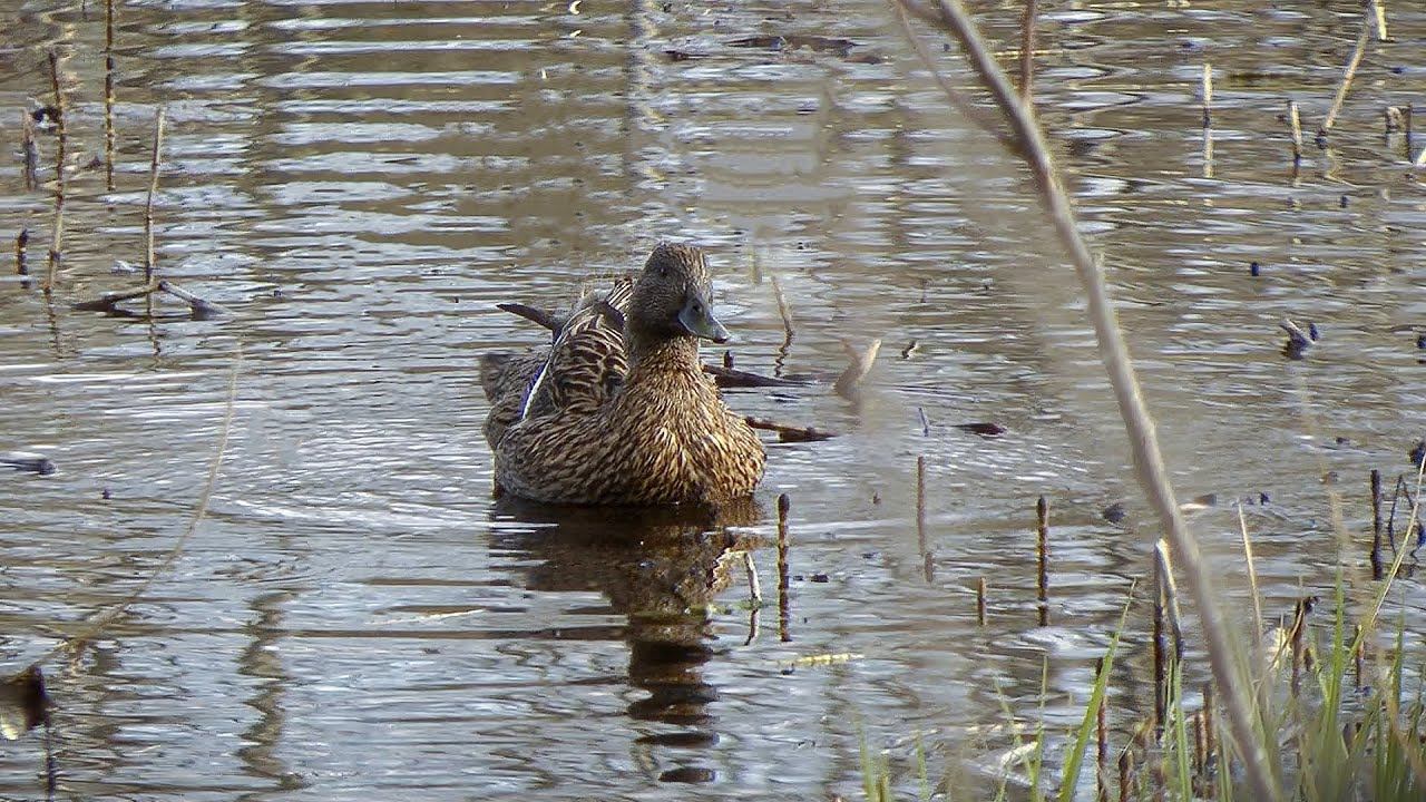 Охота на селезня с подсадной | Встреча весны | Тайга 2024