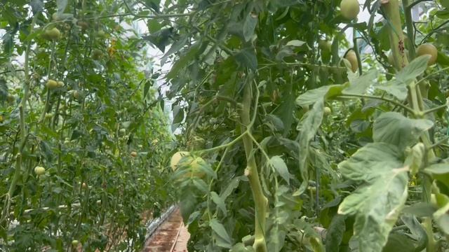 Как в Абхазии выращивают помидоры. Кындыгские теплицы.