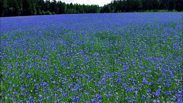 А. Блок. Я стемлюсь