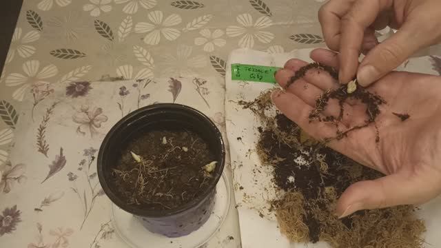 Лилии кудреватые (мартагон) из чешуек на 7 декабря 2024