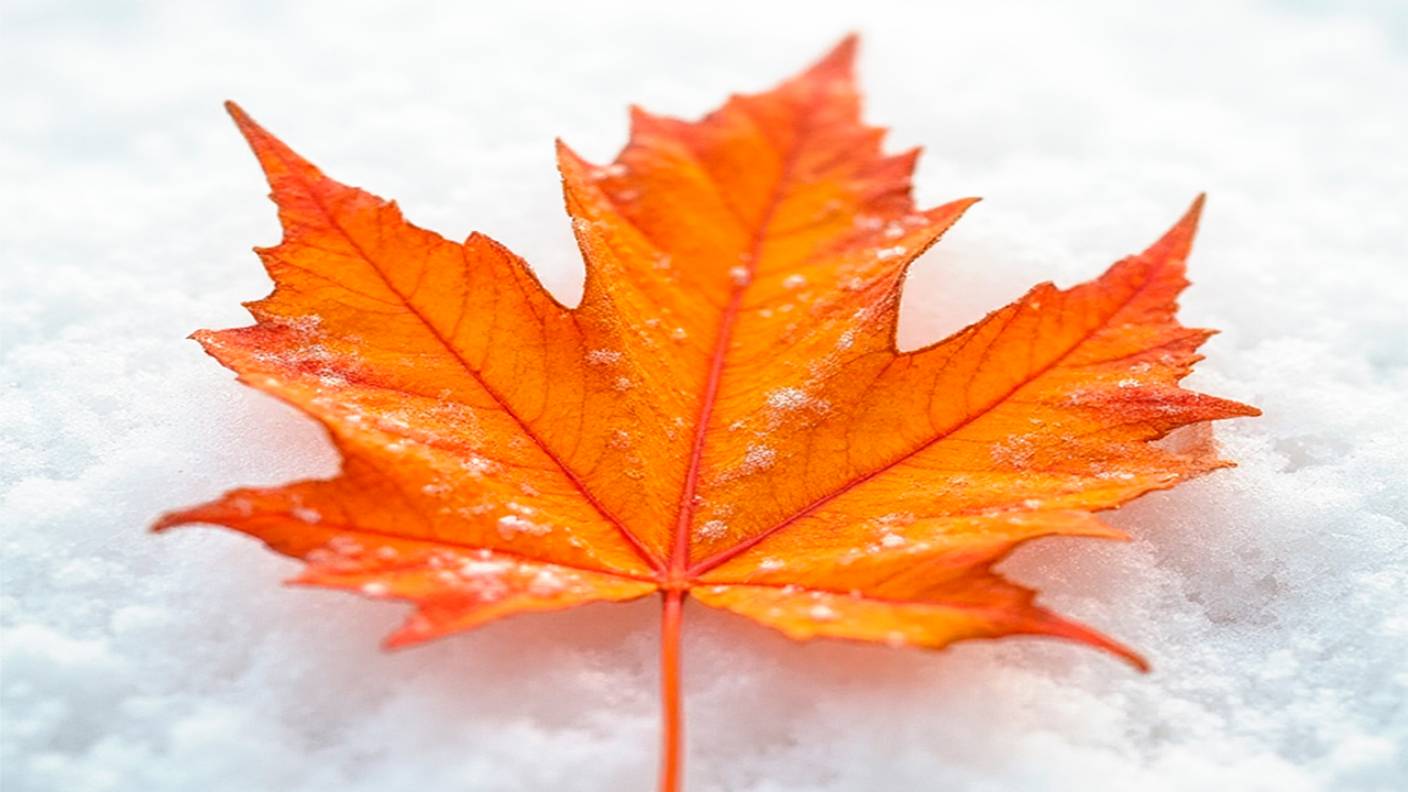 Хамелеон - Листья