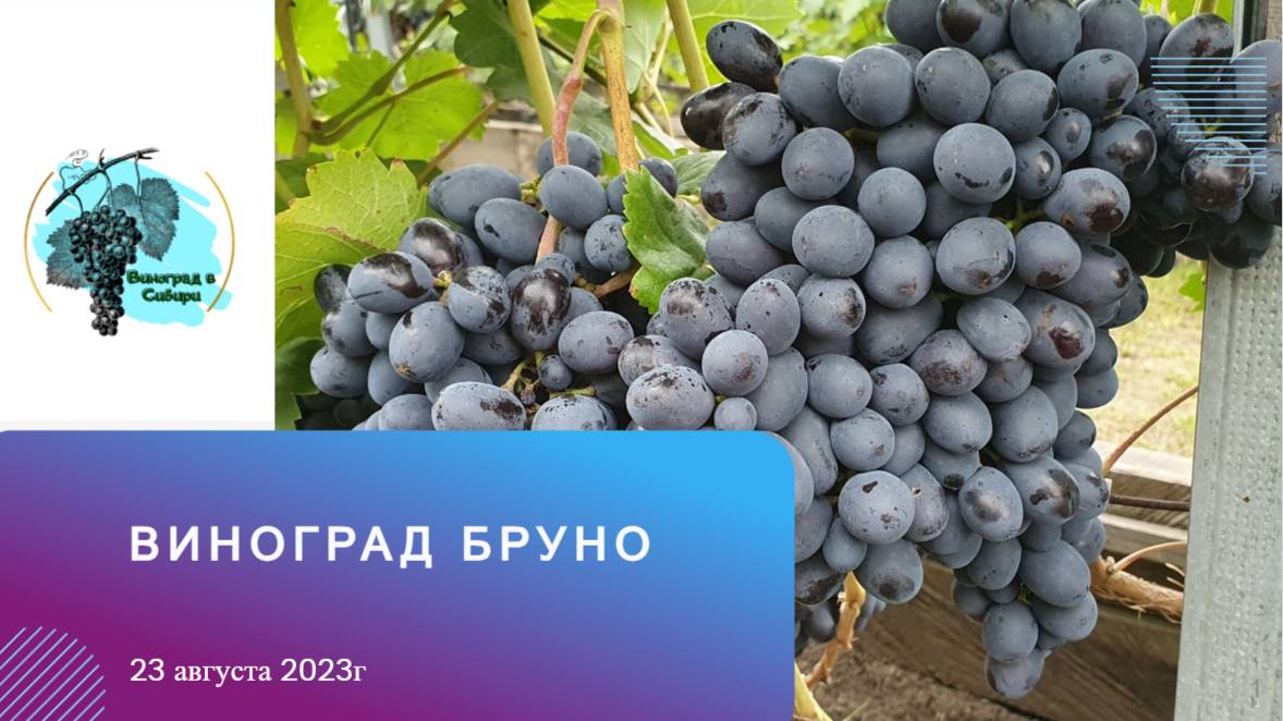 #Виноград #Бруно