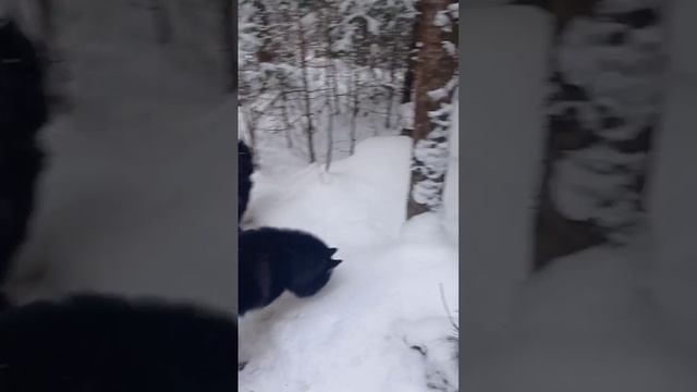 Таежные хищники )