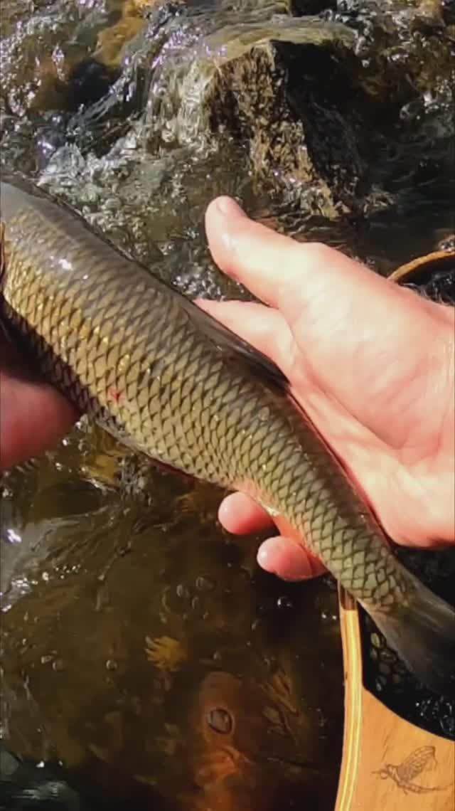 Не бойся ловли на мушку! НАХЛЫСТ на самом деле просто освоить! #нахлыст