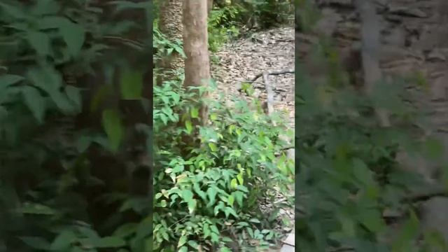 Поднимаемся на 7 уровень водопада Эраван / Таиланд / НАЦИОНАЛЬНЫЙ ПАРК ERAWAN #erawan #waterfall