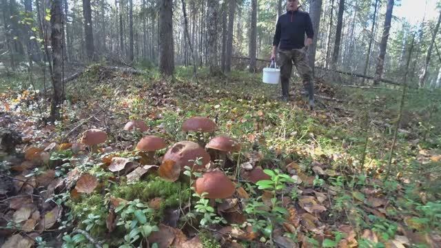 Живем в Тайге.ГРИБНОЙ РАЙ!Готовим в КАЗАНЕ.Туман принес мне подарок...2часть.