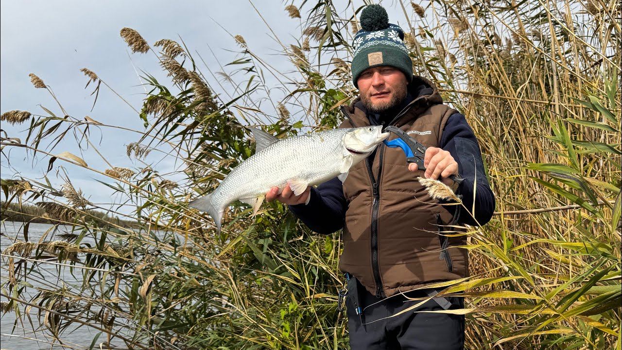 Жерех на спиннинг, крэнки от стенки камыша в октябре  Часть 5 рыбалка в Астрахани | Сергей Гончаров