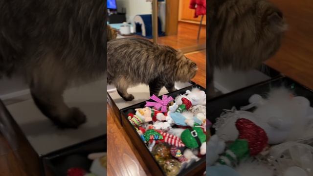 А как вы готовитесь к Новому году?🎄😸 #котики #юмор #животные