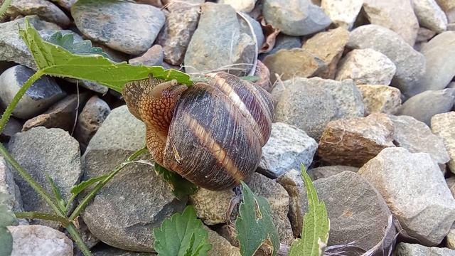 Смешные улитки)))