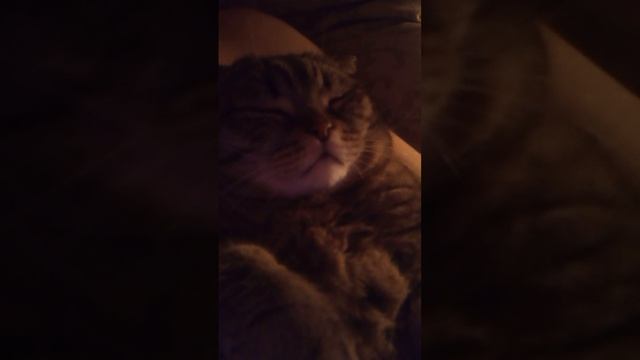 Кот абстрагировался