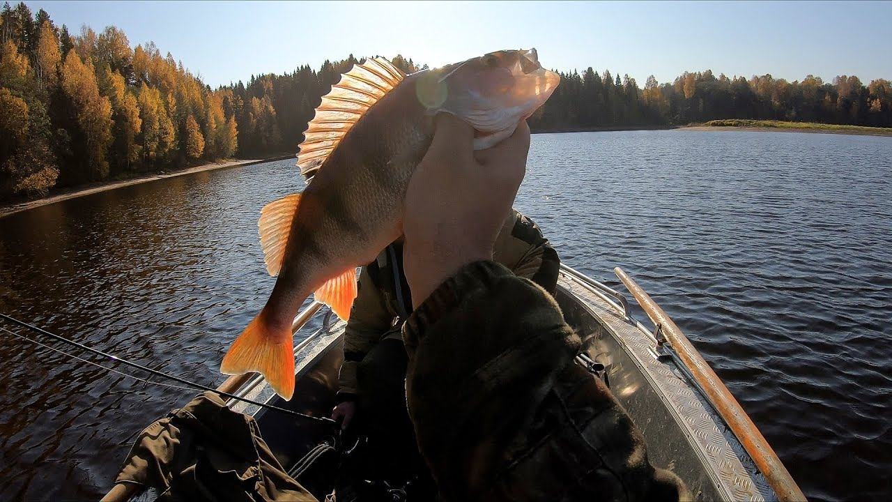 Погружение в осень | Бьет окунь на резинку | Водосброс на Волге