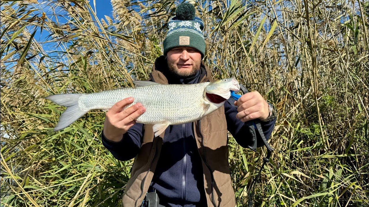 Жерех на спиннинг, крэнки от стенки камыша в октябре  Часть 6 рыбалка в Астрахани | Сергей Гончаров