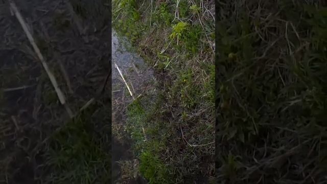 Плотва)) #shorts #рек #fishing #rybalkaestrybalka #врек #тренды #рыбалка #мормышинг #топ #втренде