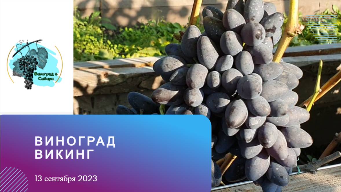 #Виноград #Викинг