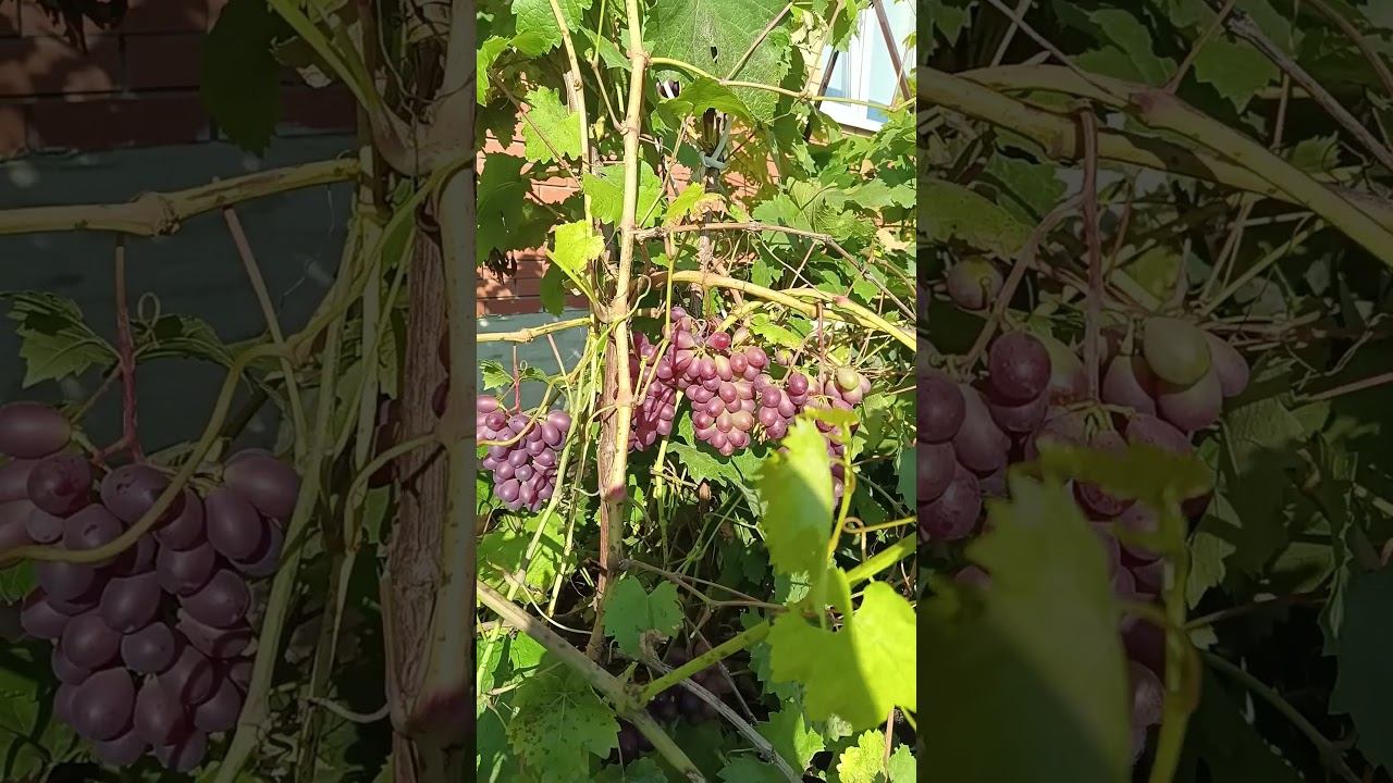 Давай давай