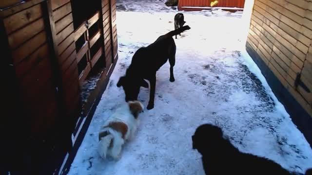 Дружная Семья Лабрадоров -  Мама и Щенки Вышли На Прогулку.