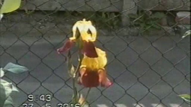 2016 Май я Мама