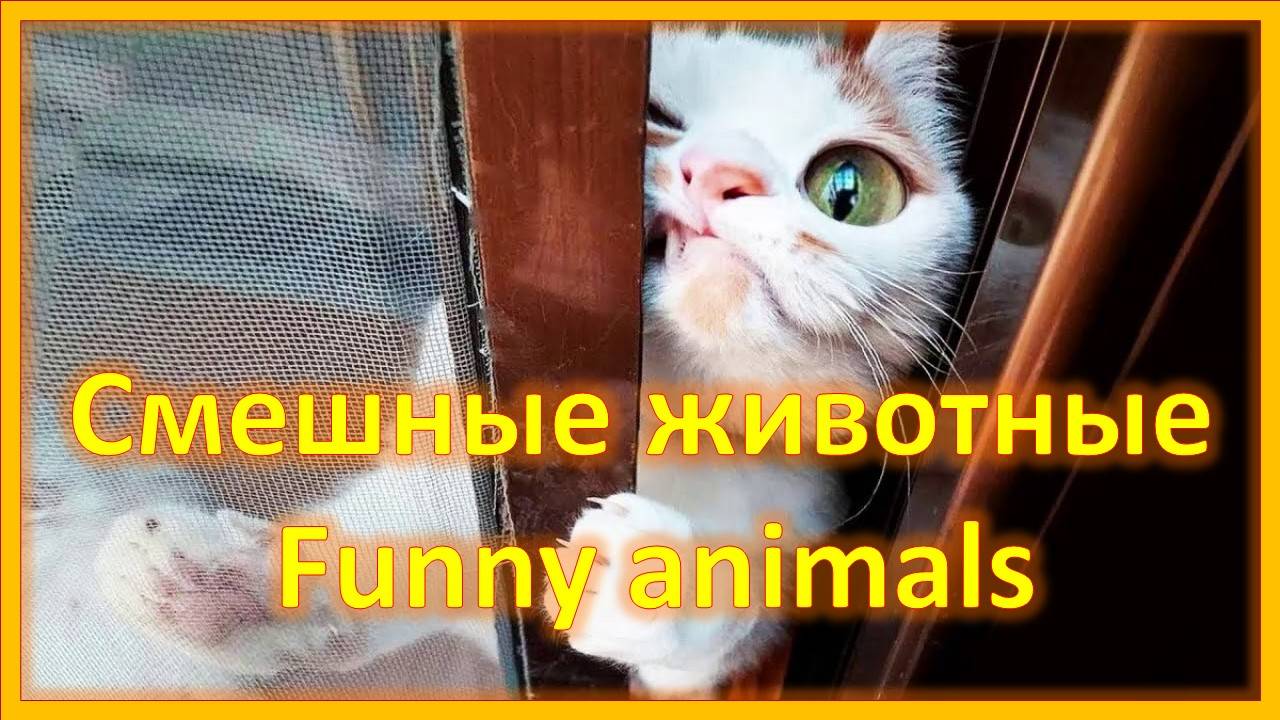 Суперподборка смешных животных. Смех, да и только!