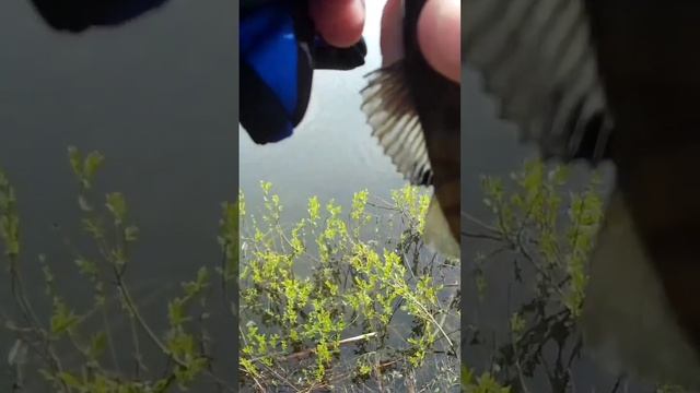 Полосатик)) #shorts #рек #fishing #rybalkaestrybalka #врек #тренды #рыбалка #топ #втренде #мормо