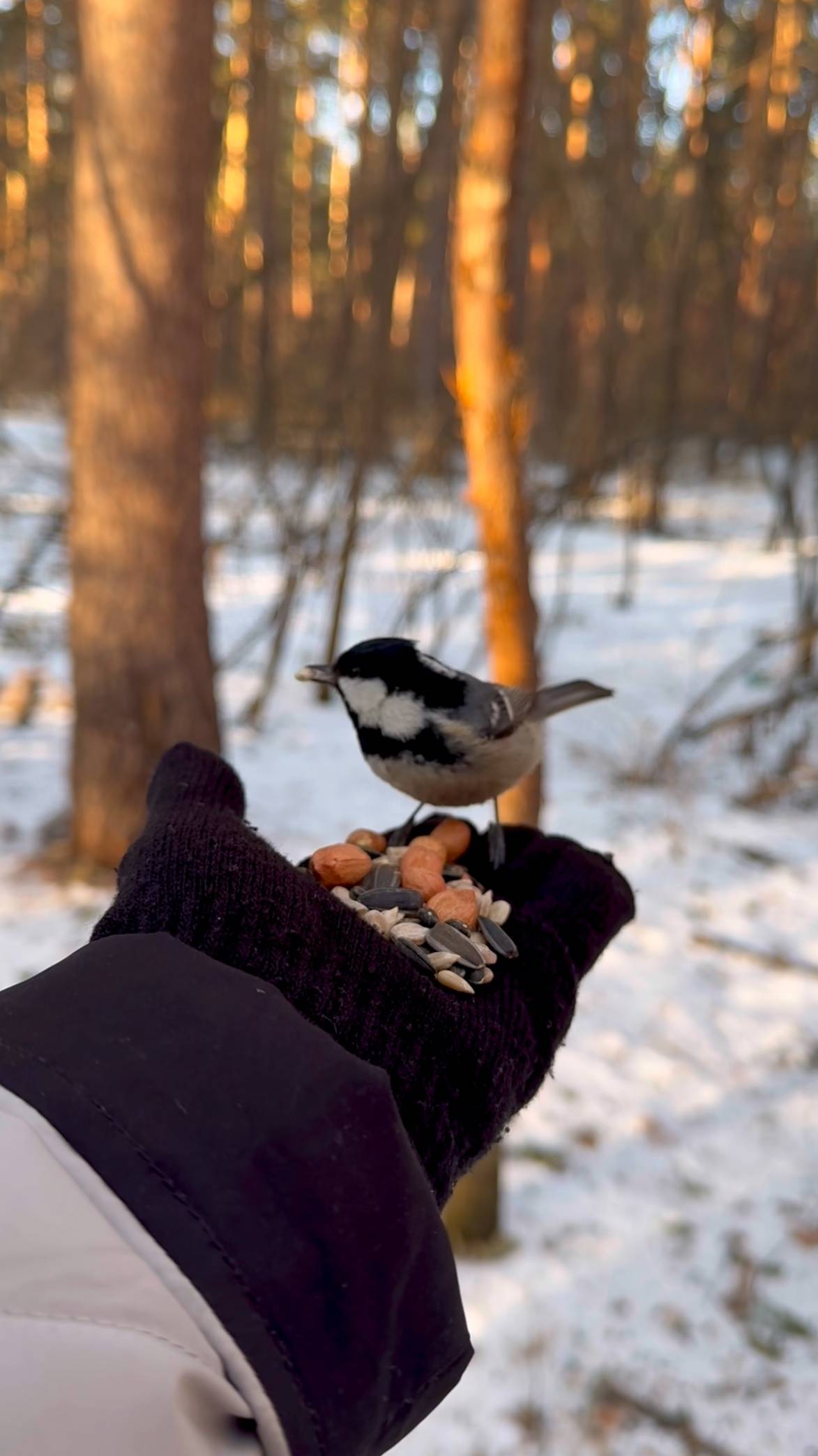 Кормим птичек с руки!

#asmr #асмр #птицы #природа #зима #лес #синица #синицы #московка #релакс