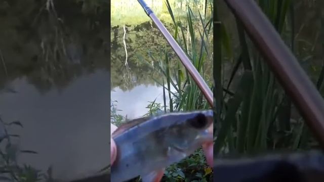 МОРМЫШИНГ первые шаги. #rybalkaestrybalka #fishing #shorts #окунь #ловляокуня #микроджиг #мормышинг