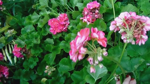 Выращивание  и уход за Геранью  в открытом грунте на Урале.