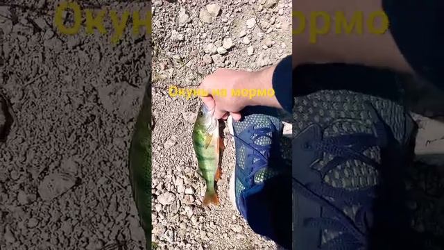 МОРМО-ОКУНЬ! #rybalkaestrybalka #shorts #топ #мормышинг #подпишись #тренды #поп #тренды #рек #мем