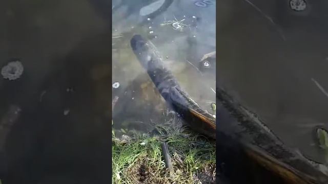 А ВАМ СЛАБО?)) #rybalkaestrybalka #спиннинг #ловлящуки #shorts #тренды #щука #рыбалка #топ #рек