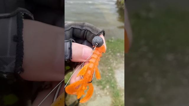 Нимбл #shorts #rybalkaestrybalka #fishing #рыбалка #рек #поп #тренды #втренде #топ #подпишись #рачок