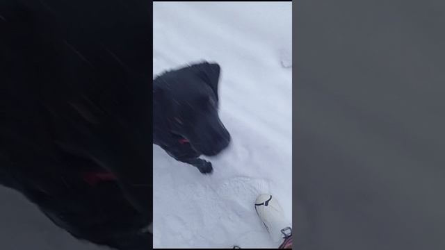 РЕАКЦИЯ НА "стриплойны по - английски" 🔥 ЧЕРНЫШ ПРОБУЕТ "стриплойны по - английски" 🤣