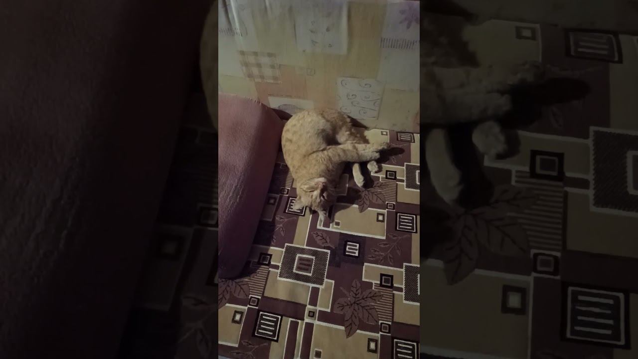 Рыжий ночью!