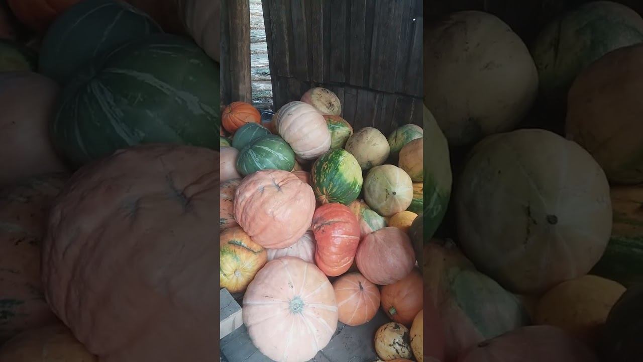 тыквы каму тыквы