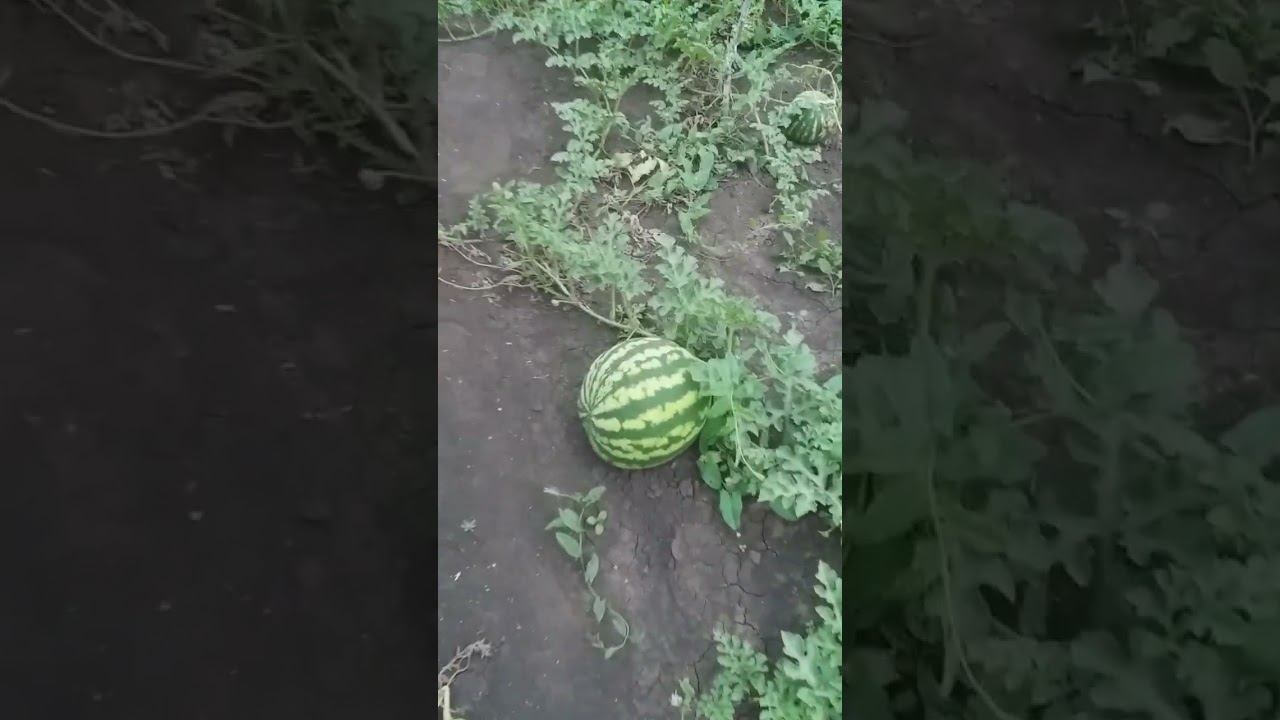 Арбуз и дыни от Фомы.