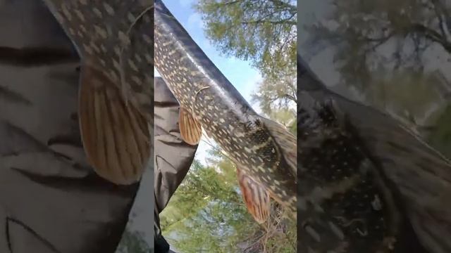 ЩУКА! #shorts #rybalkaestrybalka #спиннинг #тренды #щука #рыбалка #топ #втренде #рек #поп #fishing