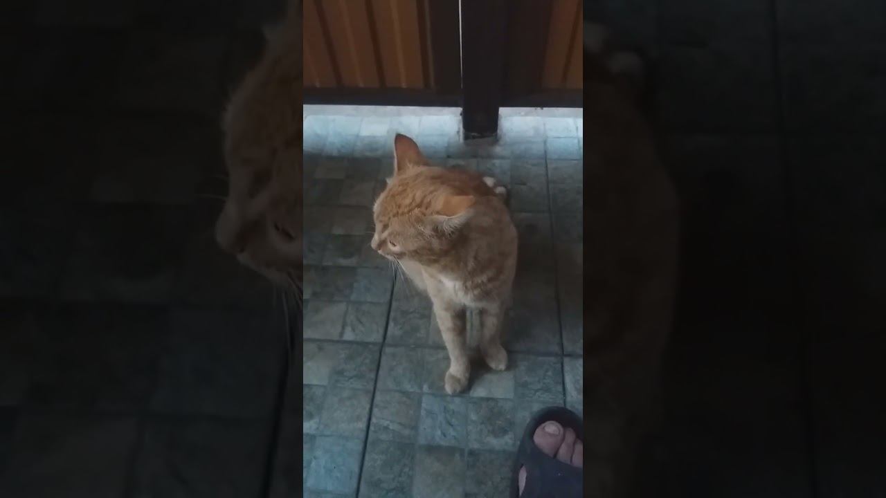 рыжий ждал рыбу