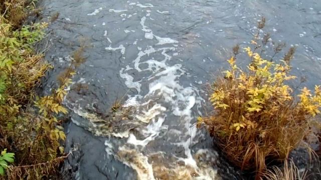 Река Мга у деревни Турышкино в Ленинградской области.