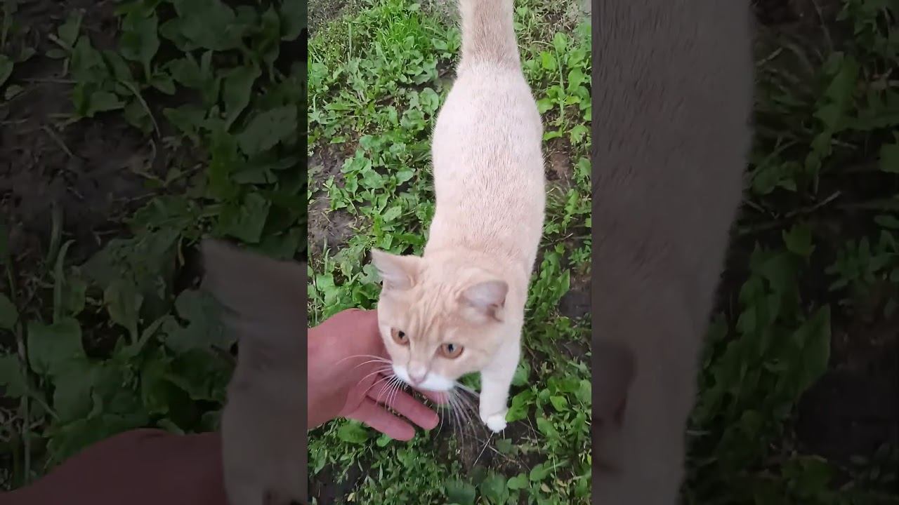 подруга рыжика