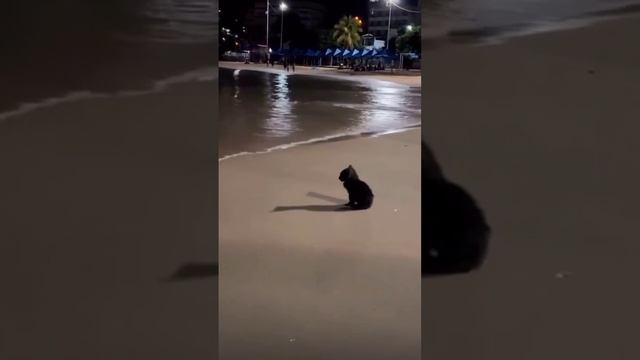 грустный кот 🐱😣