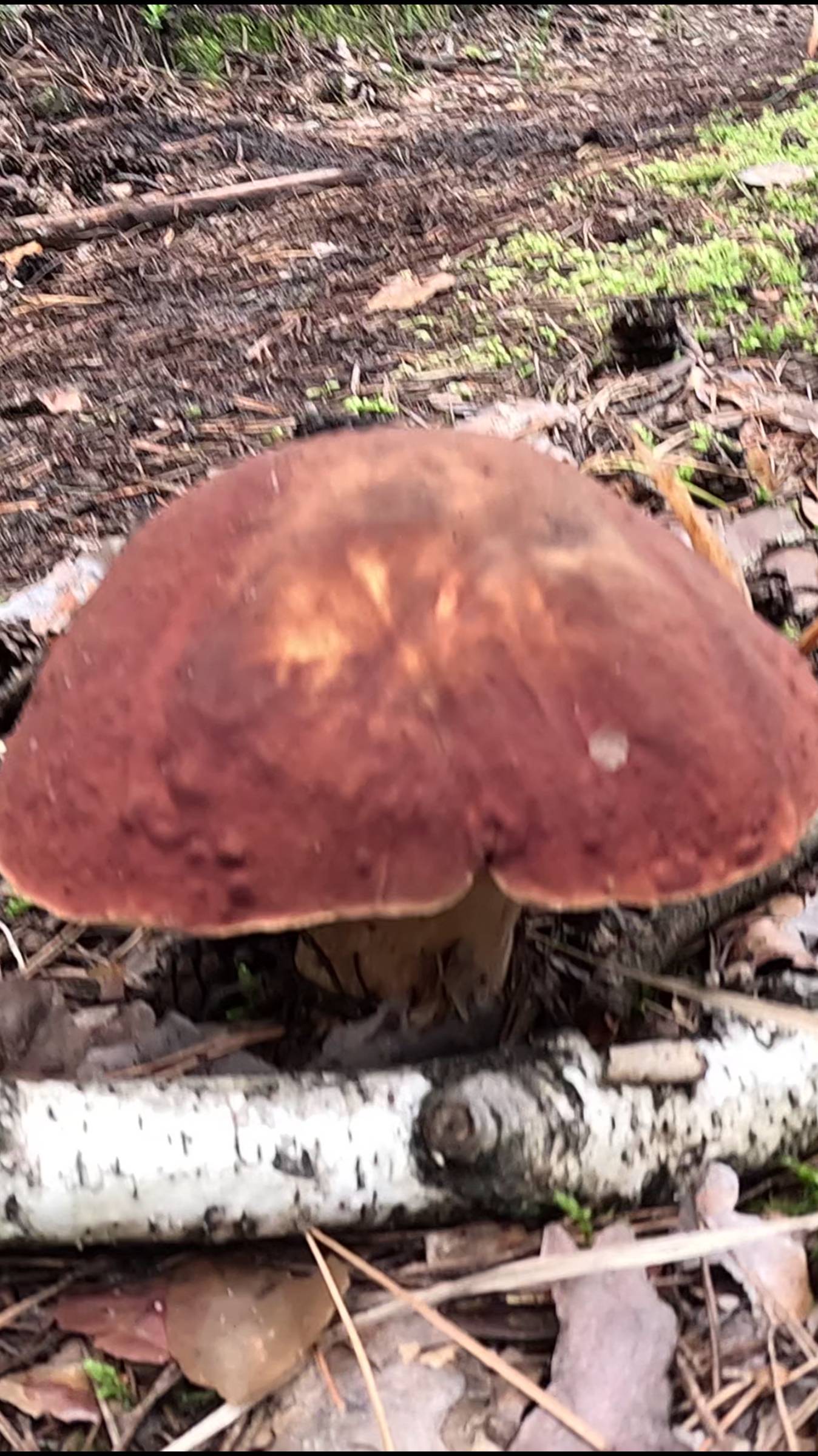 Два гриба боровика на лесной дороге