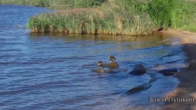 Две минуты релакса. Калязинские утки. Отдых на Волге.