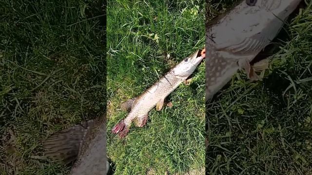 Щукенция #shorts #rybalkaestrybalka #fishing #рыбалка #тренды #топ #тренды #втренде #подпишись #рек