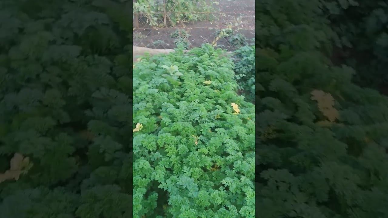 видио только для мужиков ну я сказал же для мужиков ну