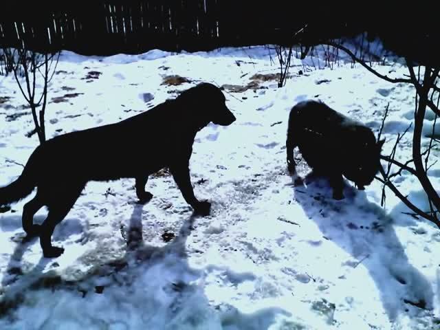 Зимнее Содержание Вьетнамских Поросят на Урале.