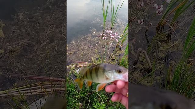 Окуньчик)) #shorts #rybalkaestrybalka #fishing #рыбалка #тренды #втренде #рек #топ #поп #подпишись
