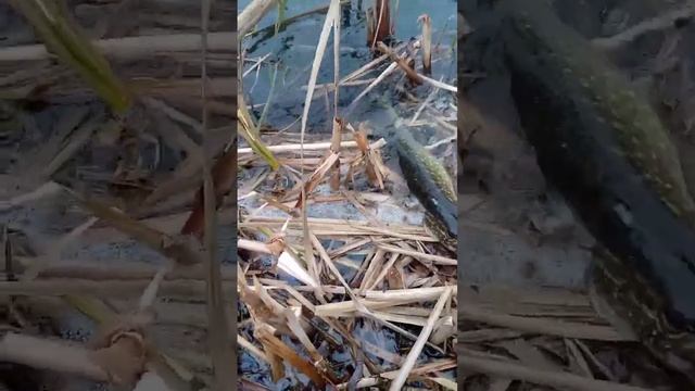 Щука на микроджиг в ноябре rybalkaestrybalka #fishing