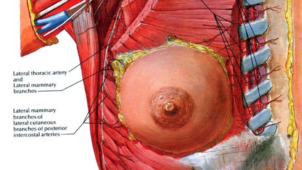 АНАТОМИЯ 1 МОЛОЧНЫХ ЖЕЛЕЗ. ПРОФЕССОР КИЖАЕВ  Е. В.
