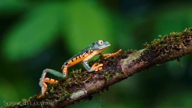 Costa Rica 4K - Scenic Relaxation Film With Calming Music