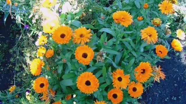 Выращивание самосевом ( падалицей ) Календулы на Урале. Уход и размножение.