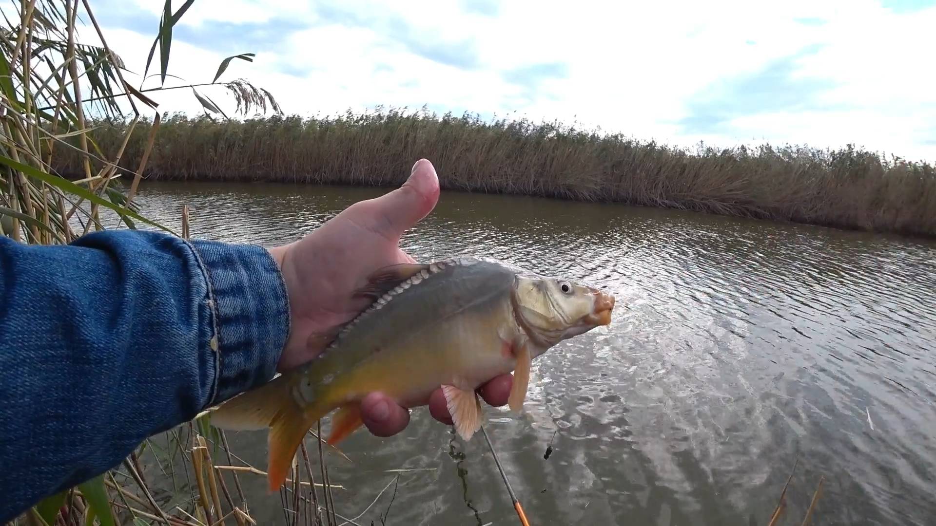 Поплавок по холодной воде. Рыба утащила удочку в камыш.